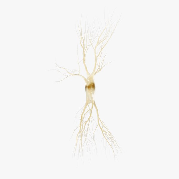 3D astrocyte cell model - TurboSquid 1163842