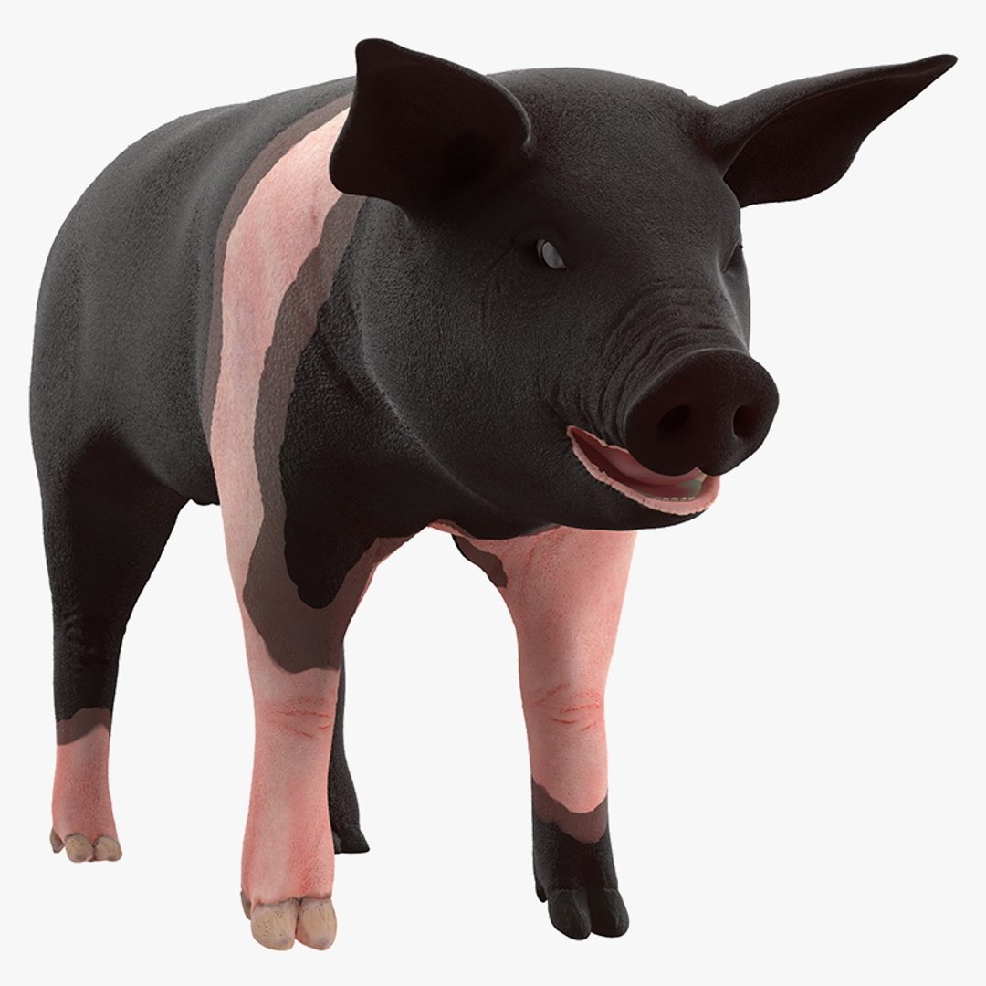 Hampshire Pig Piglet Rigged Model - TurboSquid 1377334