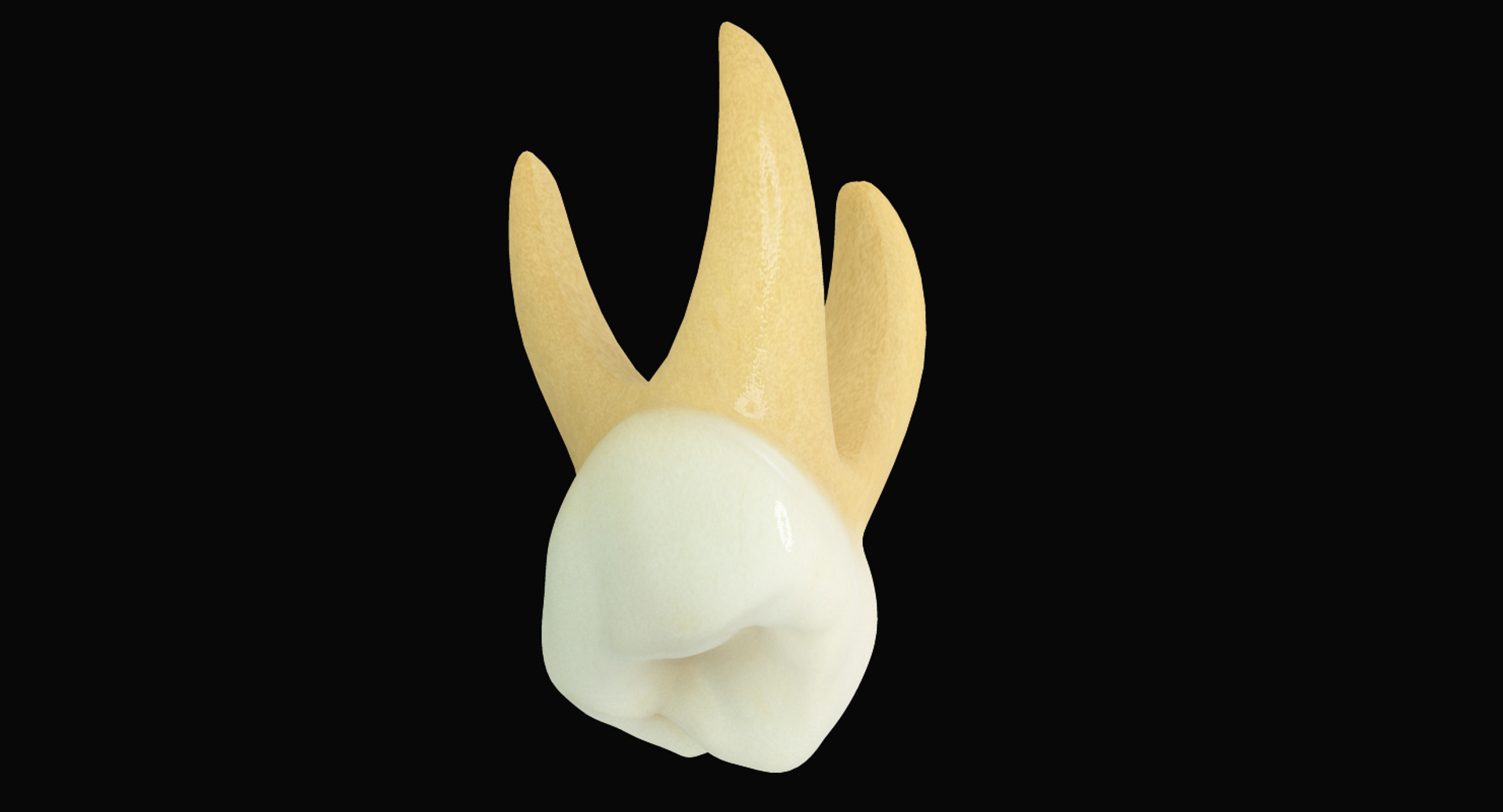 Max Primary Molar