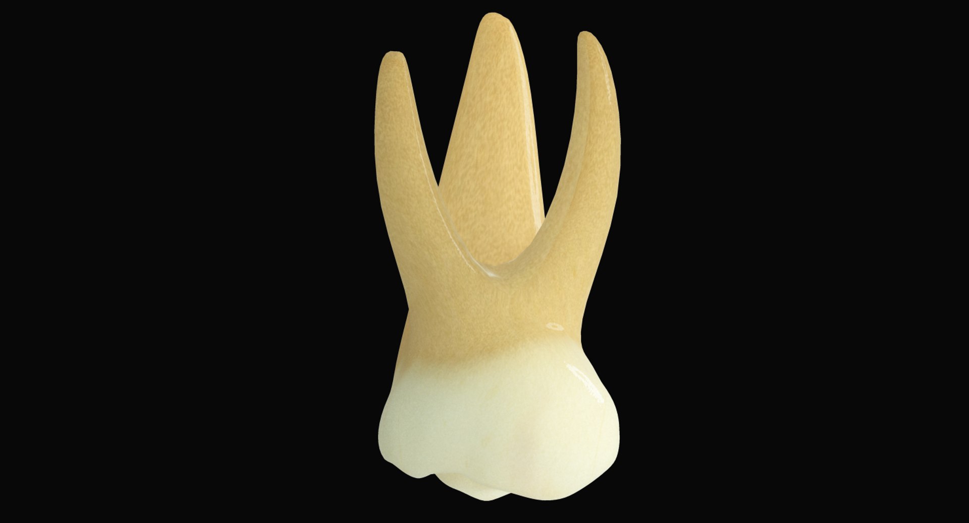 Max Primary Molar