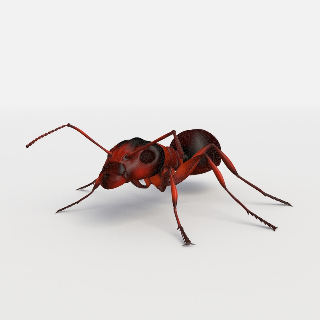 3d Model Ant Rigged