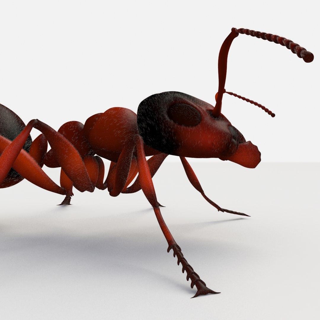 3d Model Ant Rigged