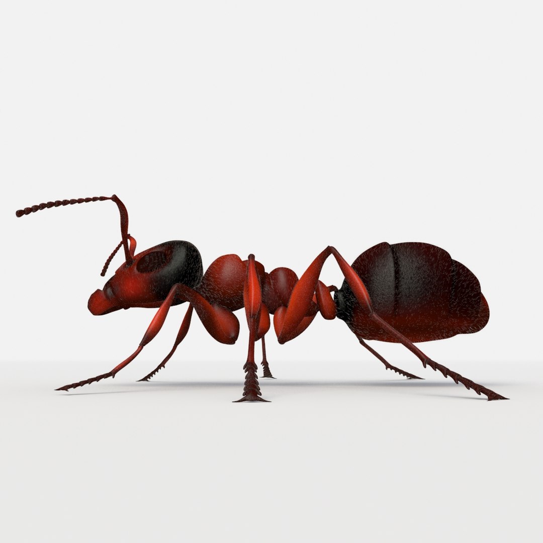 3d Model Ant Rigged