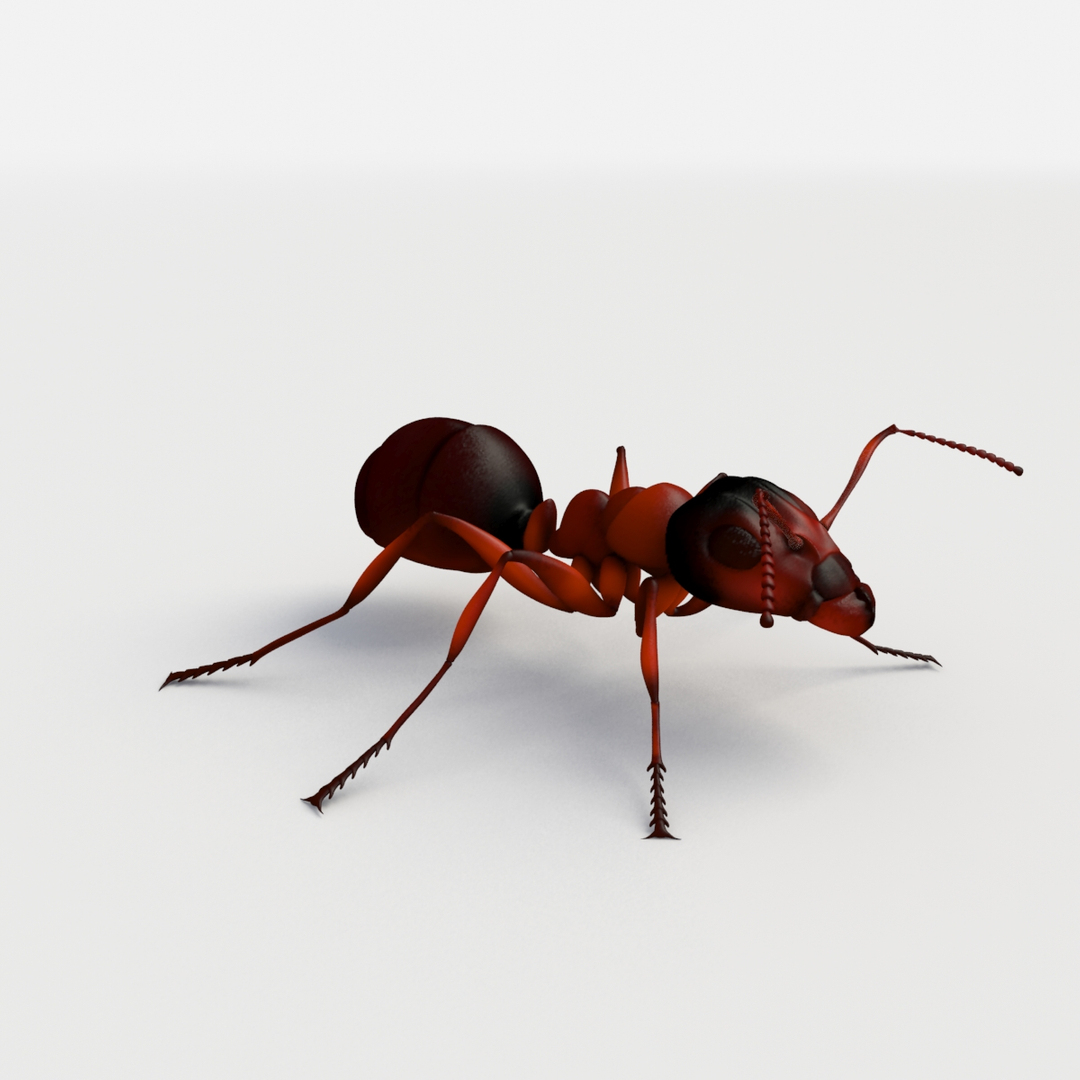 3d Model Ant Rigged