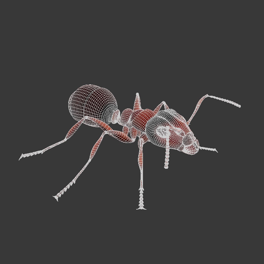 3d Model Ant Rigged