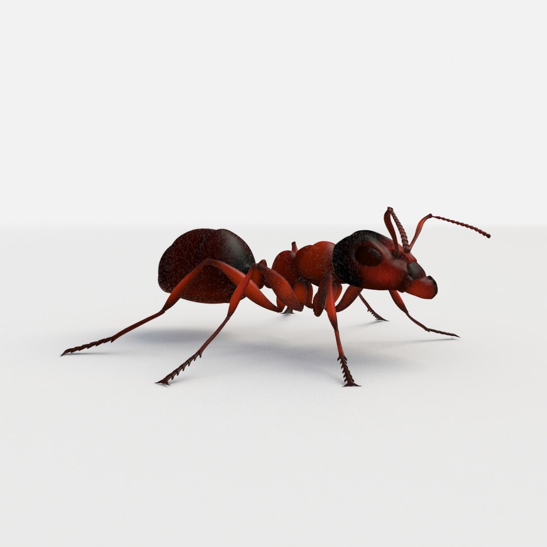 3d Model Ant Rigged
