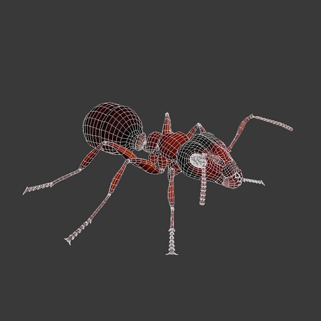 3d Model Ant Rigged