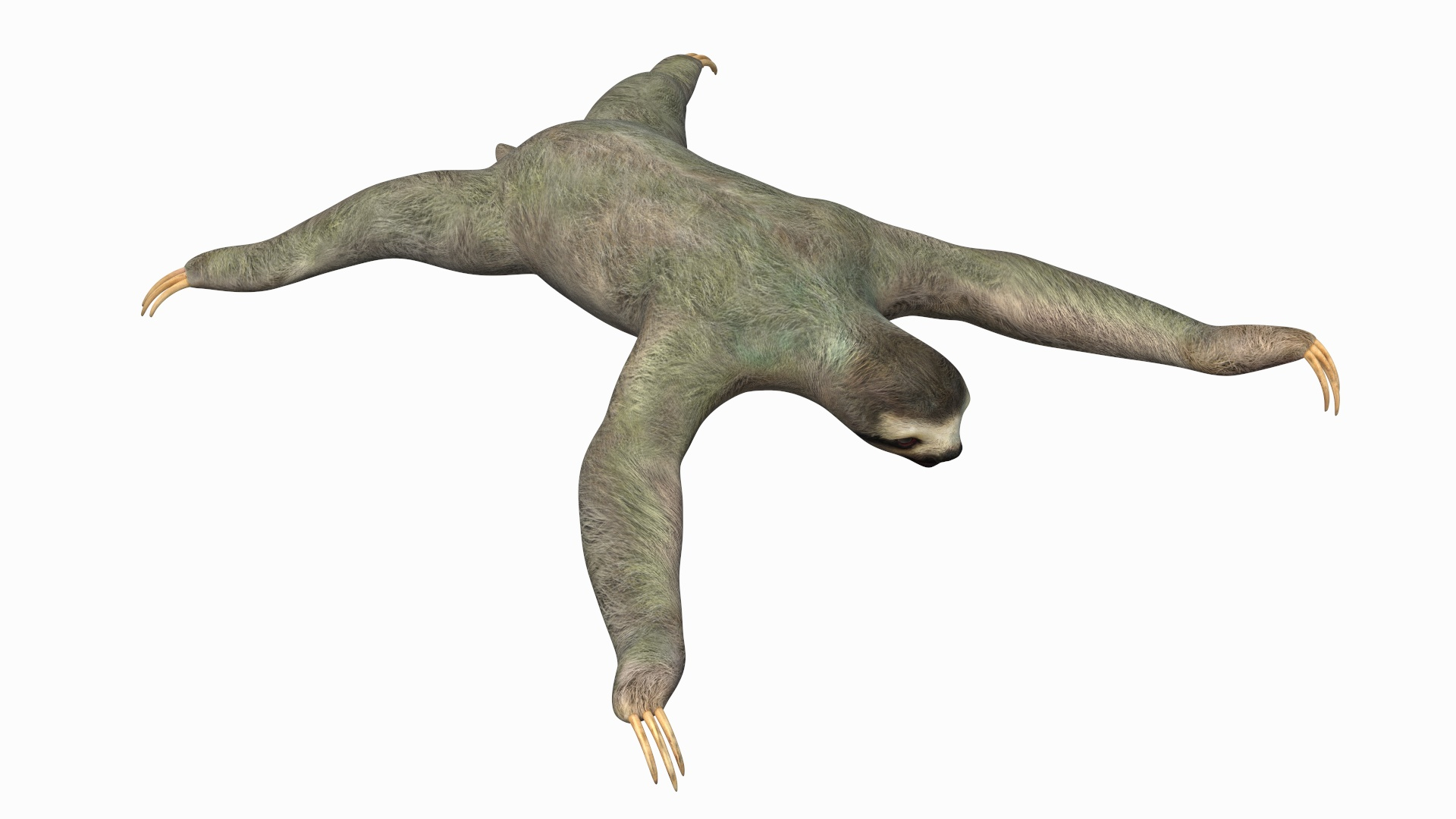 3D Model Sloth Rigged For Cinema 4D - TurboSquid 2185810