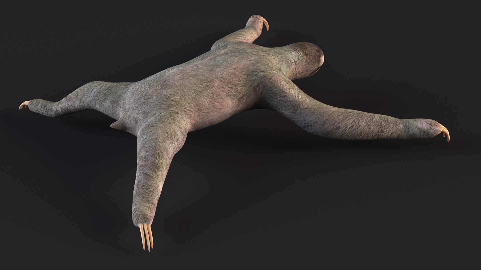 3D Model Sloth Rigged For Cinema 4D - TurboSquid 2185810