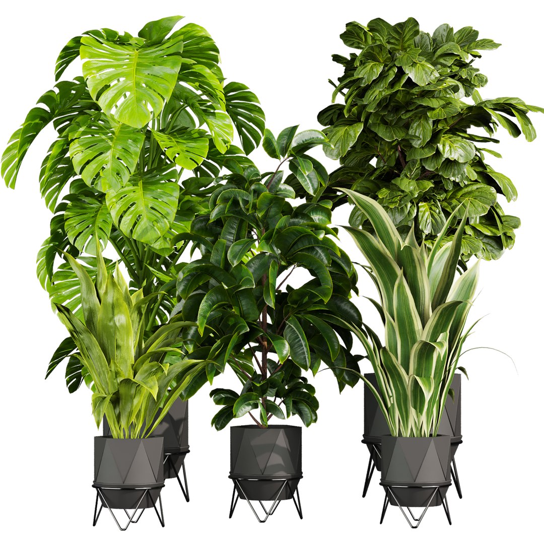 Plant Vol 785 - Fiddle - Banana - Rubber - Monstera 3D Model ...