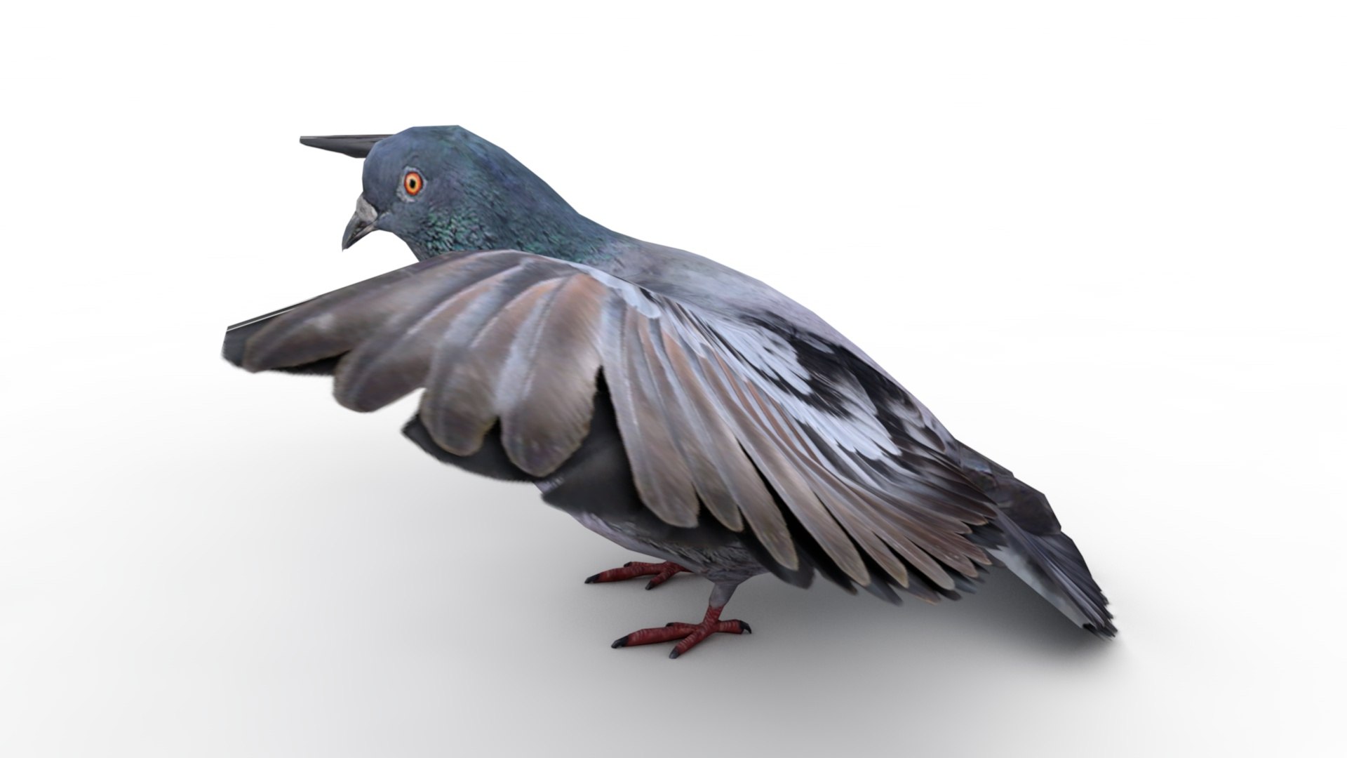 Pigeon Model - TurboSquid 2021972