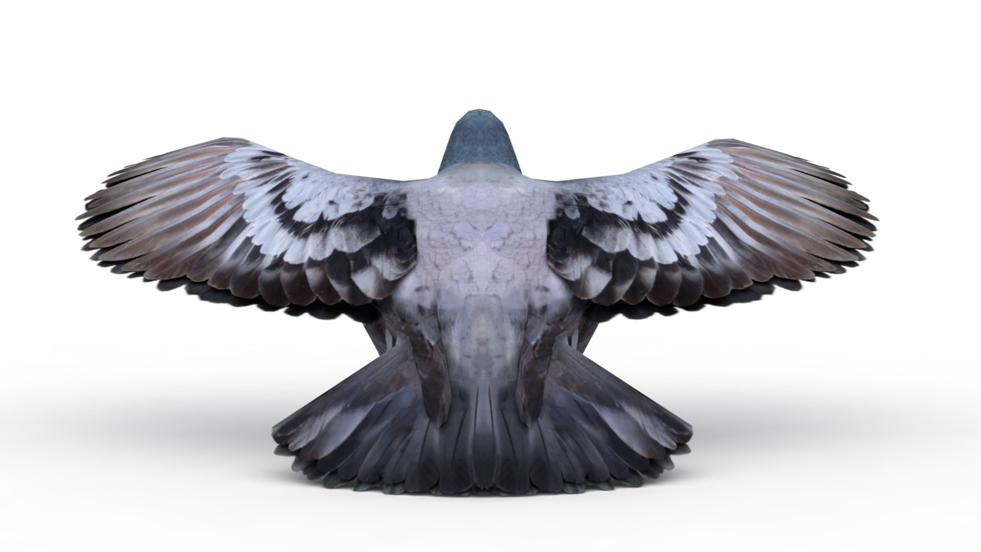 Pigeon Model - TurboSquid 2021972