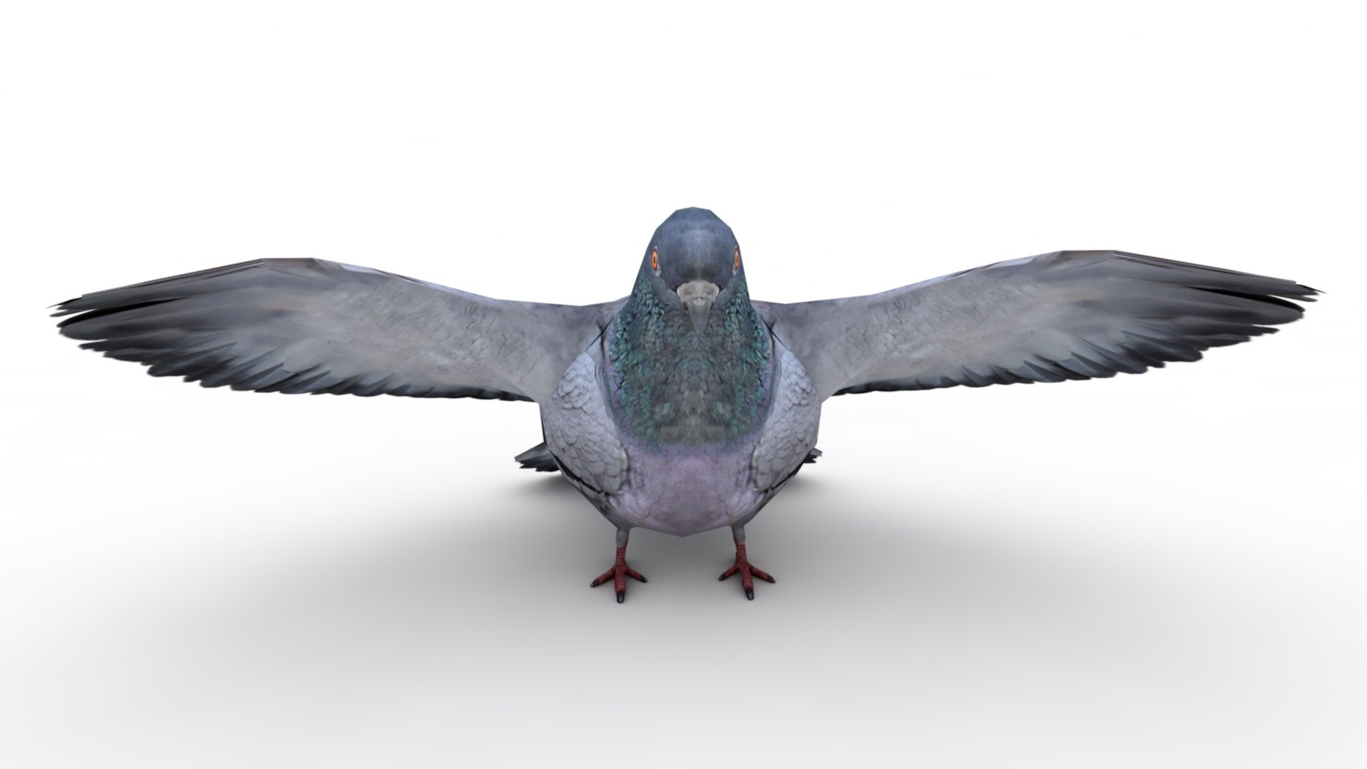 Pigeon Model - TurboSquid 2021972