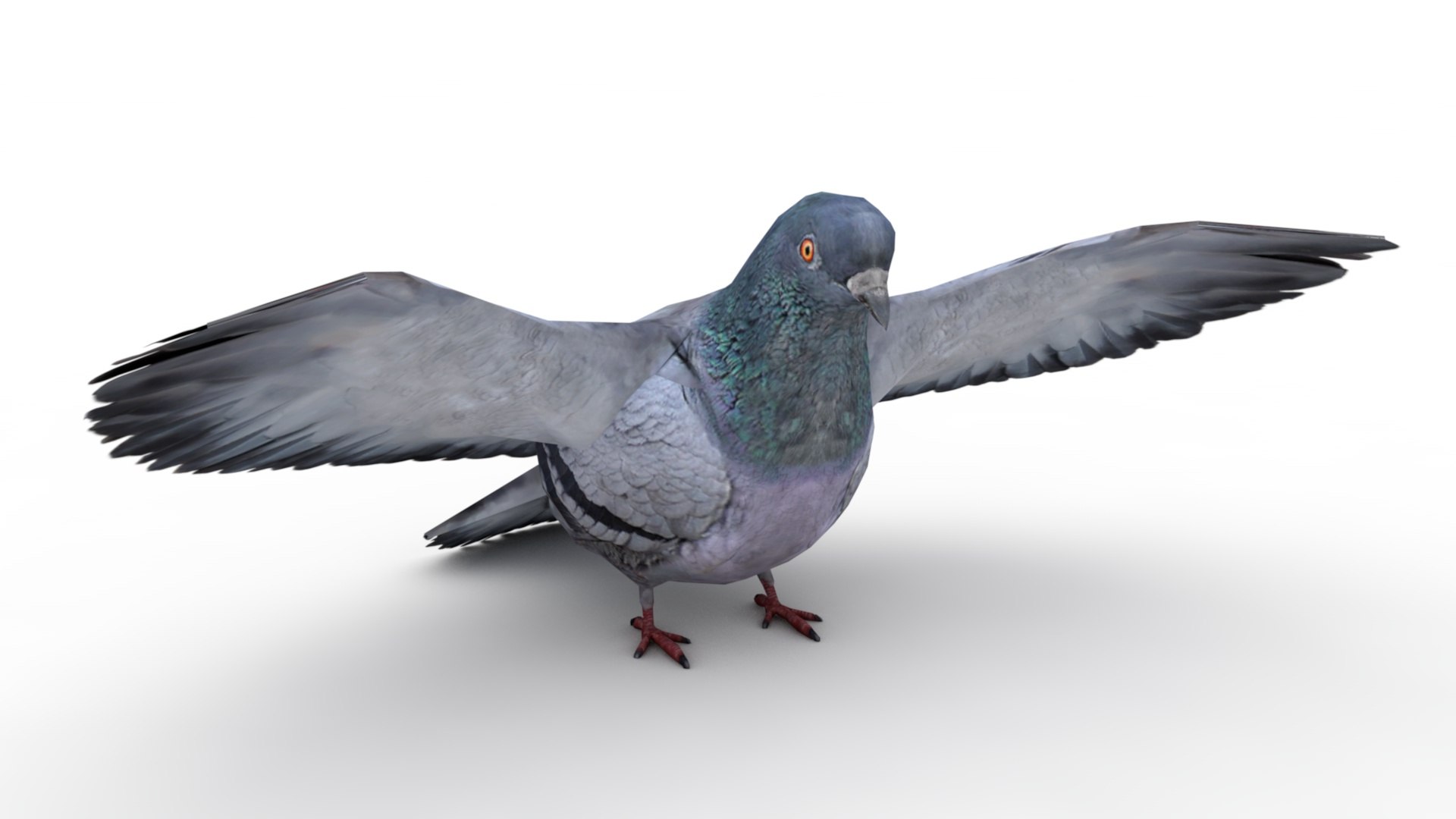Pigeon Model - TurboSquid 2021972
