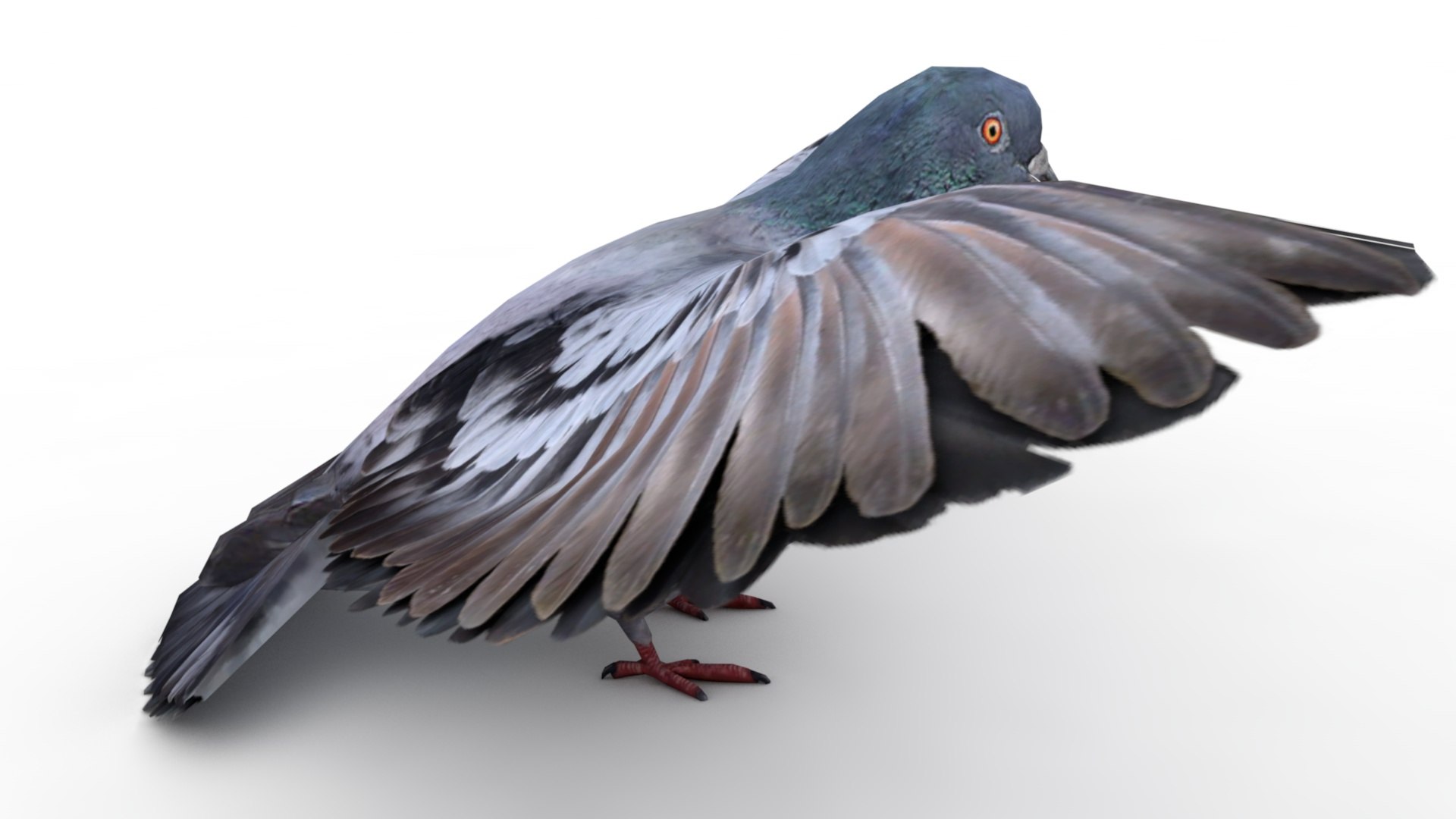 Pigeon Model - TurboSquid 2021972