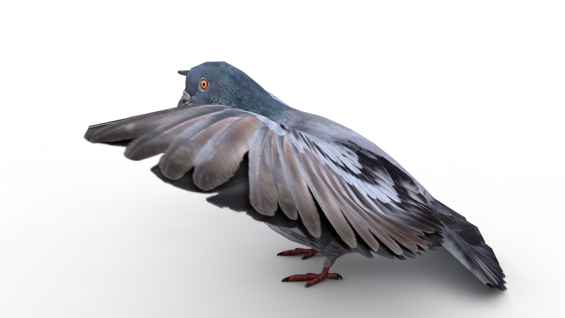 Pigeon Model - TurboSquid 2021972
