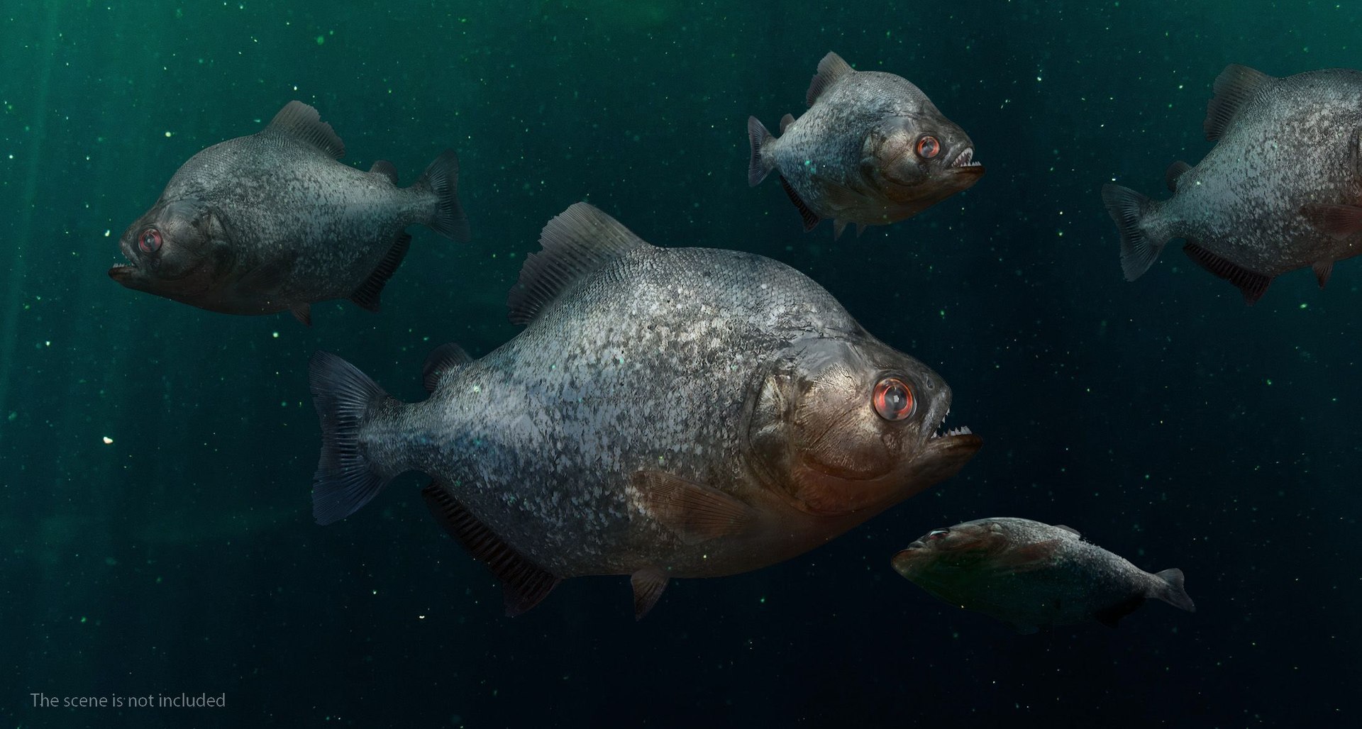 Piranha Tropical South 3D Model - TurboSquid 1410064
