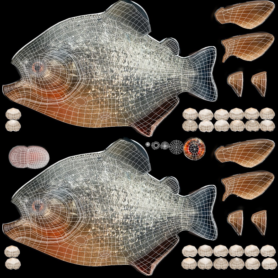 Piranha tropical south 3D model - TurboSquid 1410064