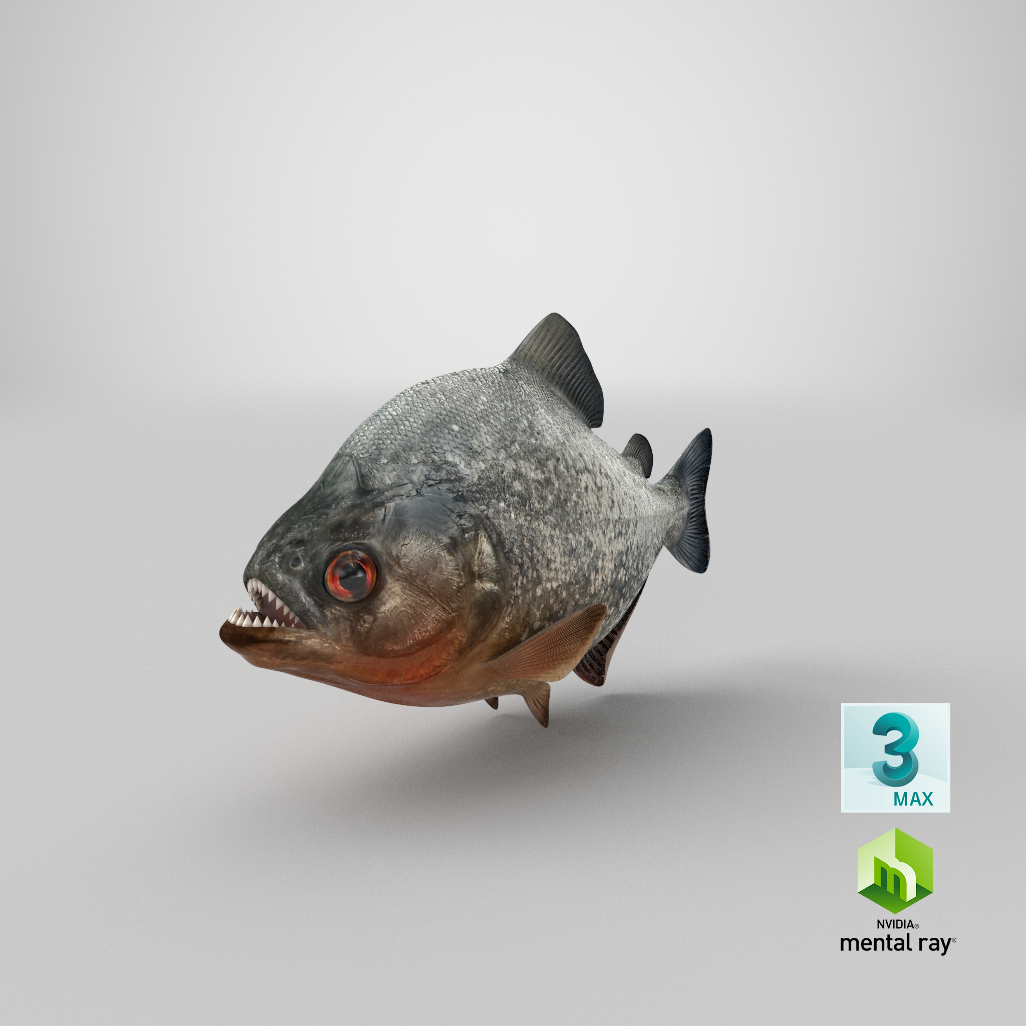 Piranha tropical south 3D model - TurboSquid 1410064
