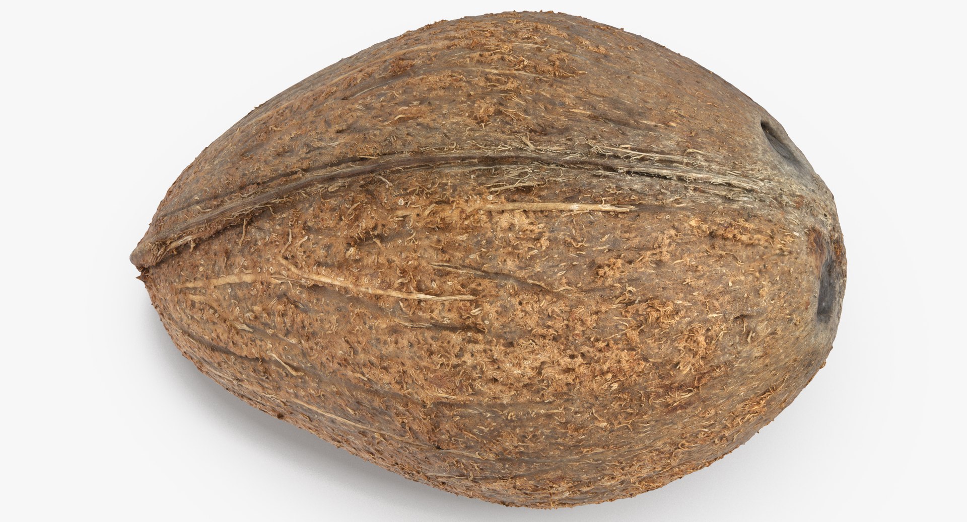 3D Coconut 05 - TurboSquid 1422257