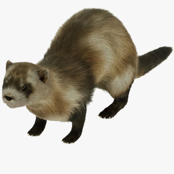 Ferret 3D Models for Download | TurboSquid