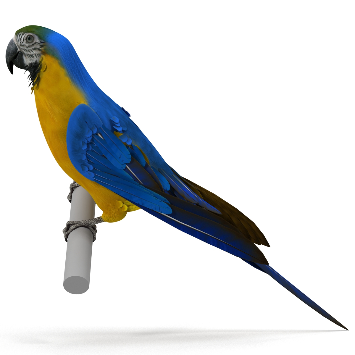 3d blue gold macaw pose