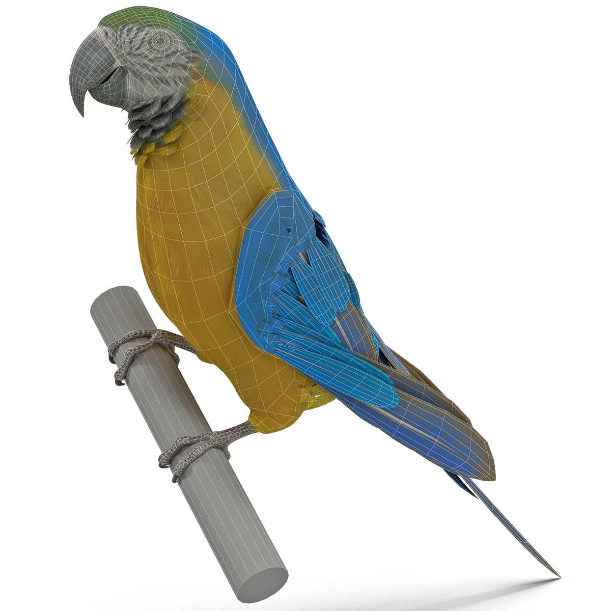 3d blue gold macaw pose