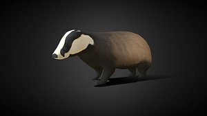 Badger 3D Models for Download | TurboSquid