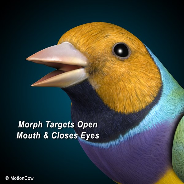 maya finch folded wings