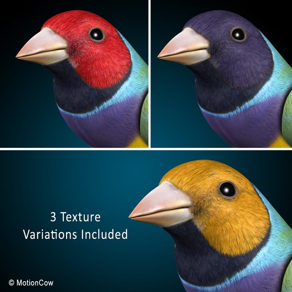 maya finch folded wings