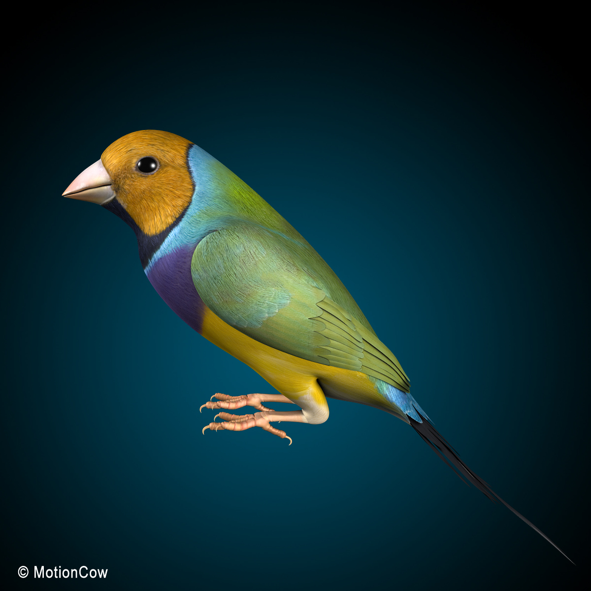 maya finch folded wings