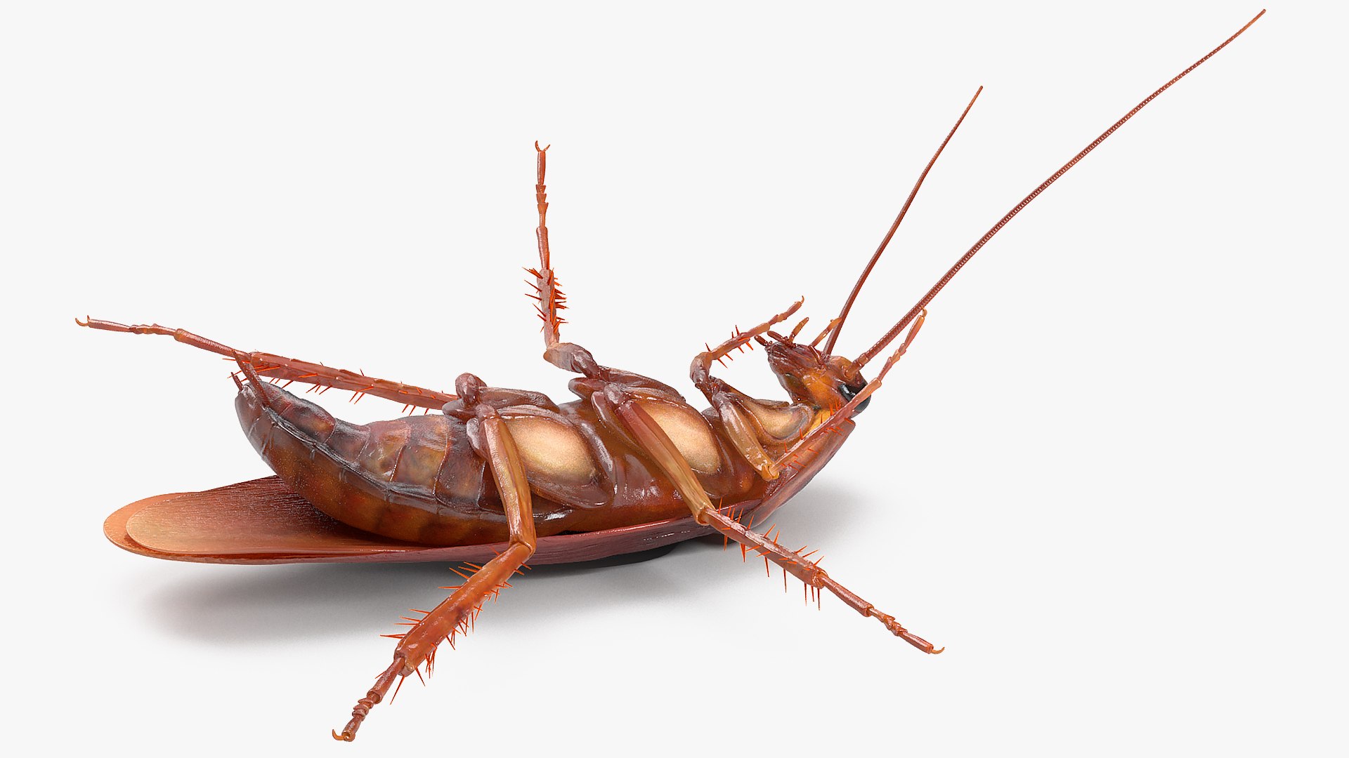 3D Animated Cockroach Upside Down Rigged For Cinema 4D - TurboSquid 2105265