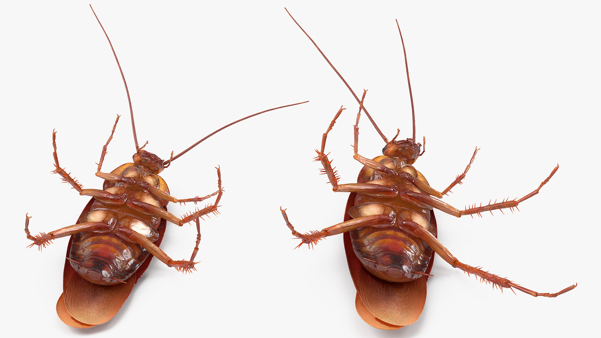 3D Animated Cockroach Upside Down Rigged For Cinema 4D - TurboSquid 2105265
