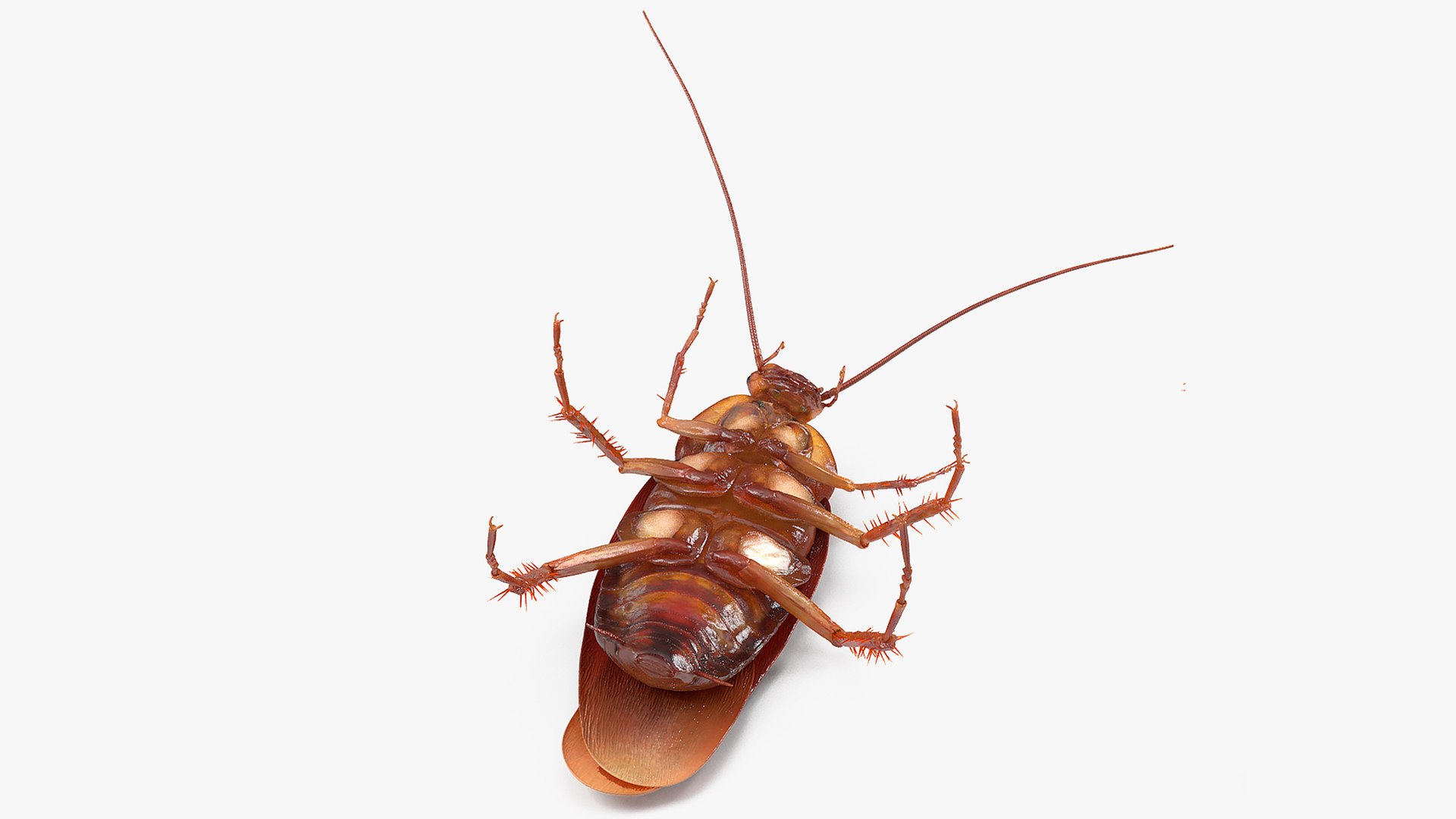 3D Animated Cockroach Upside Down Rigged For Cinema 4D - TurboSquid 2105265