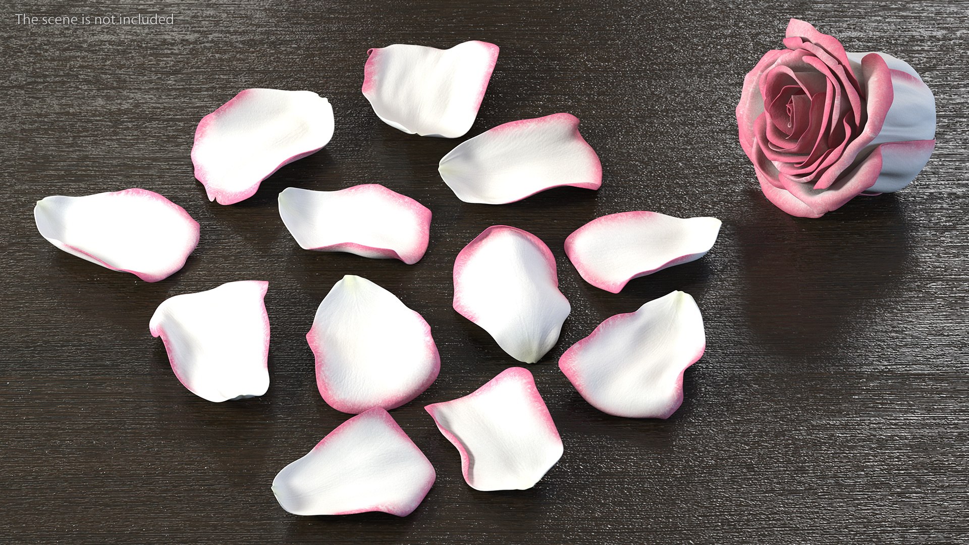 Rose Petals Pink 3D Model - TurboSquid 1852176