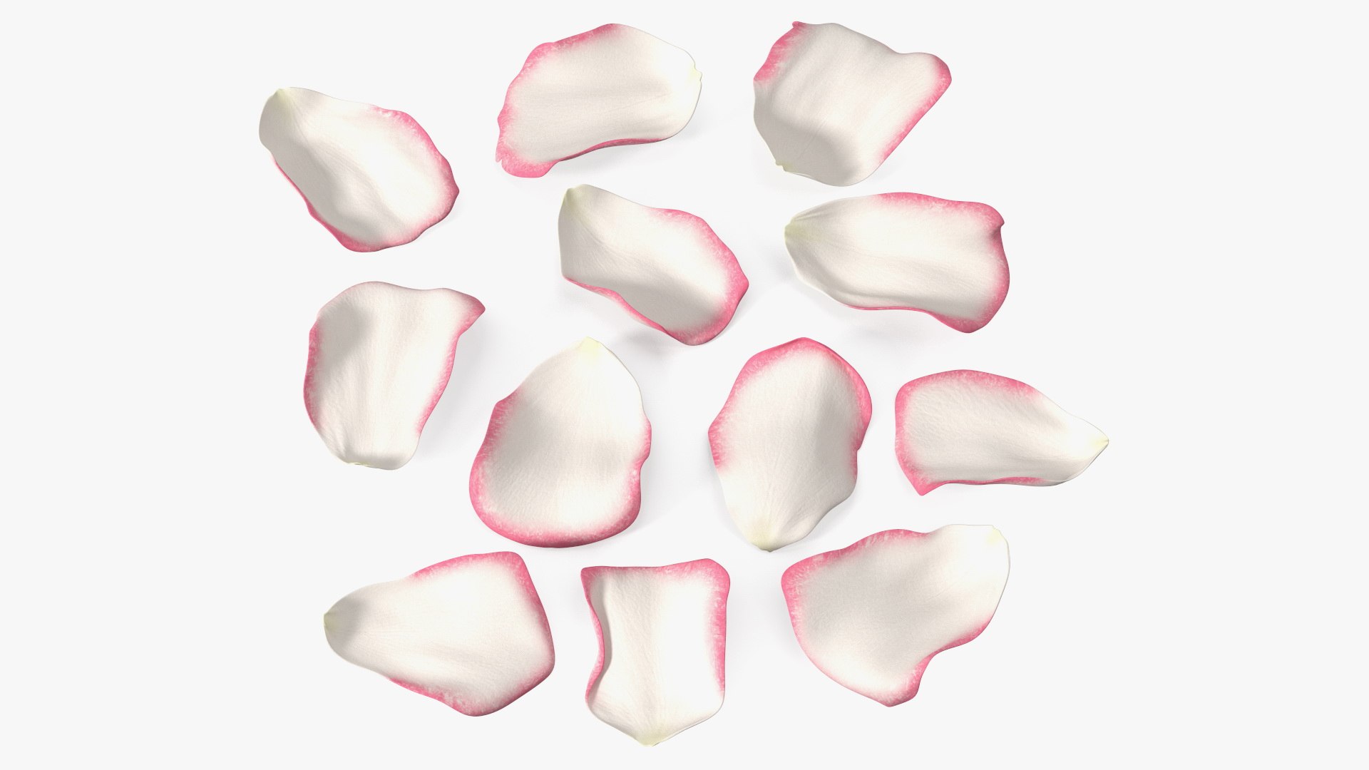 Rose Petals Pink 3D model - TurboSquid 1852176