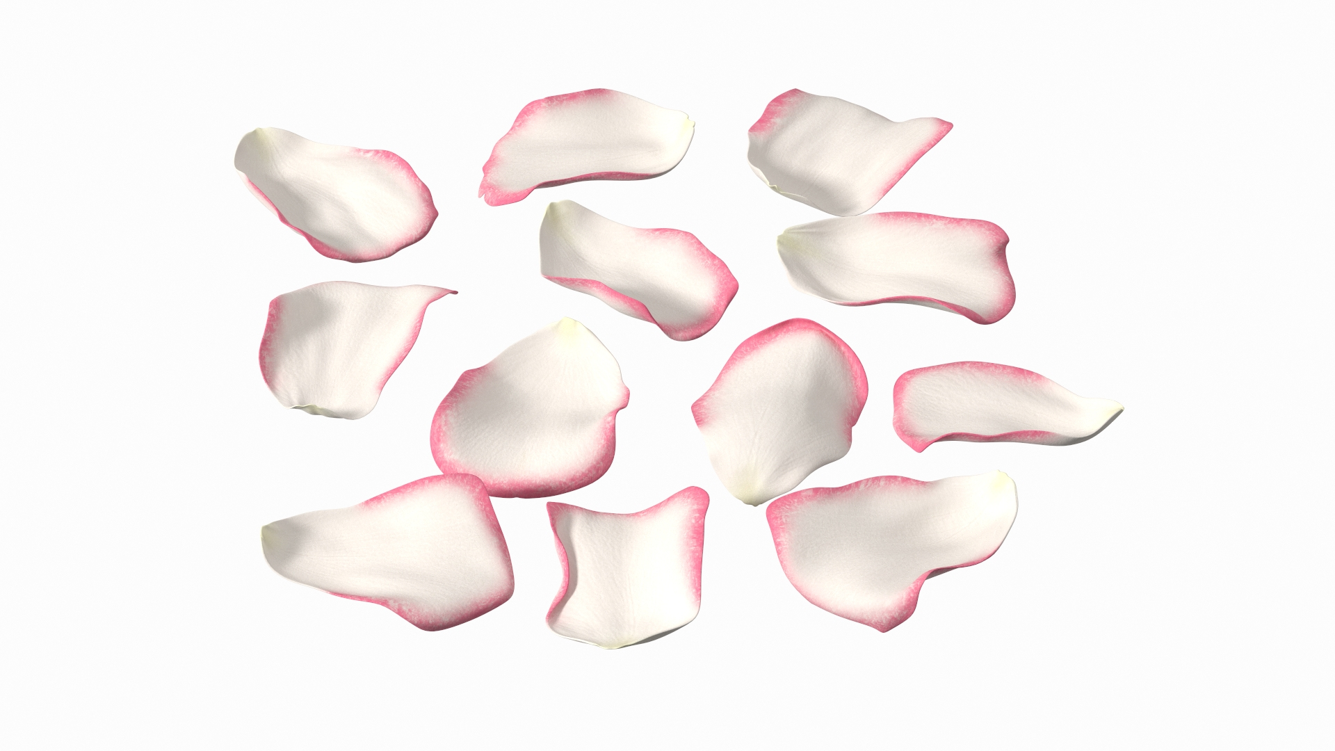 Rose Petals Pink 3D Model - TurboSquid 1852176