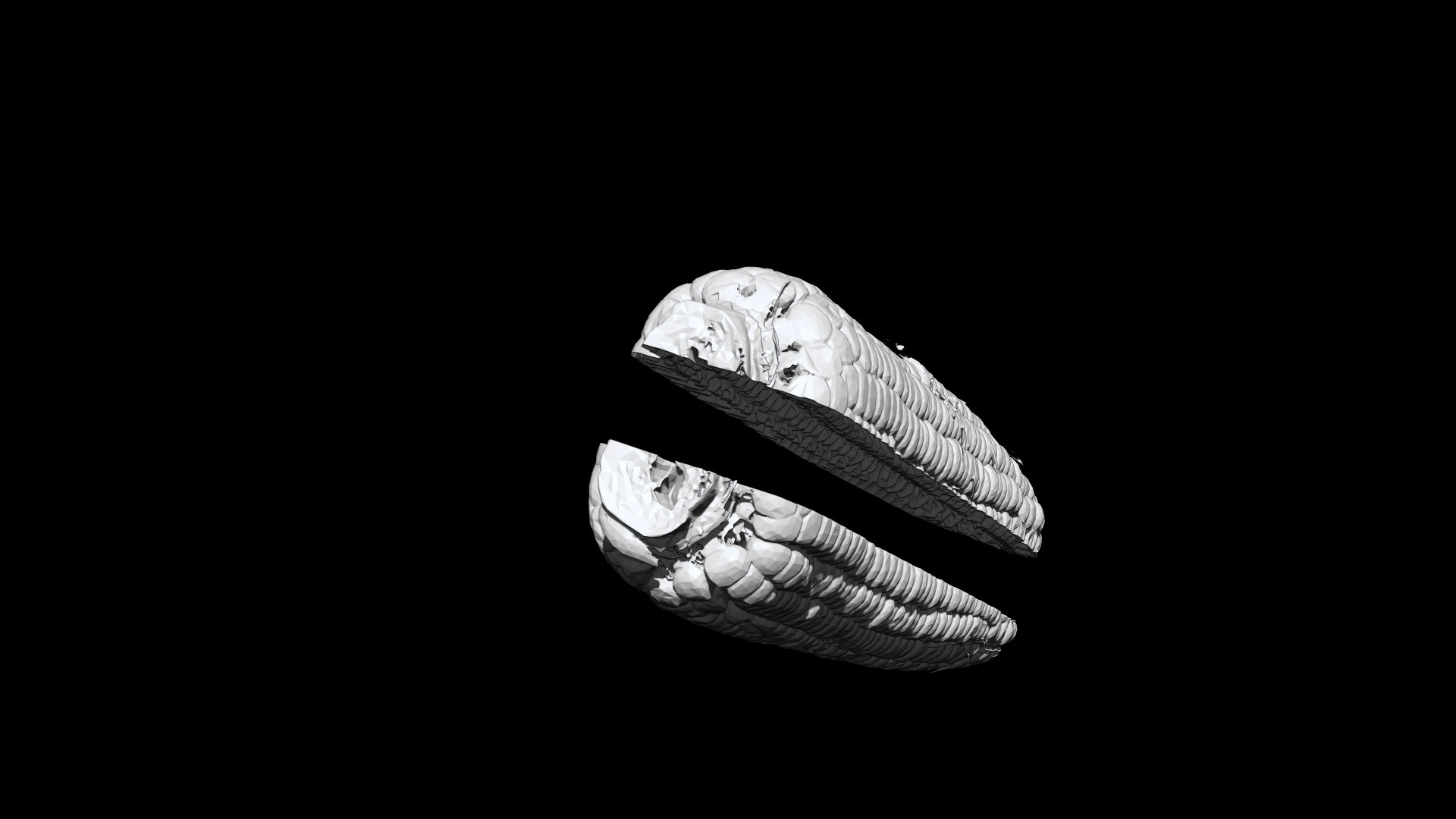 Corn 3D CT Scan Model Cut1 Decimate 8 Percent 3D - TurboSquid 1945207