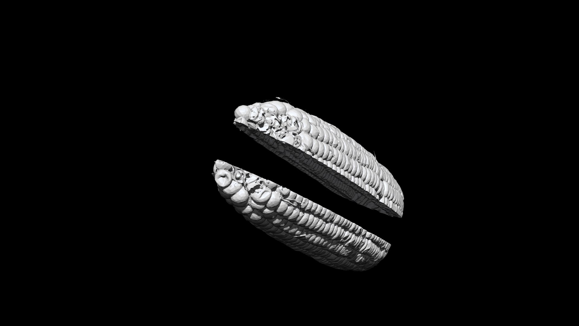 Corn 3D CT Scan Model Cut1 Decimate 8 Percent 3D - TurboSquid 1945207