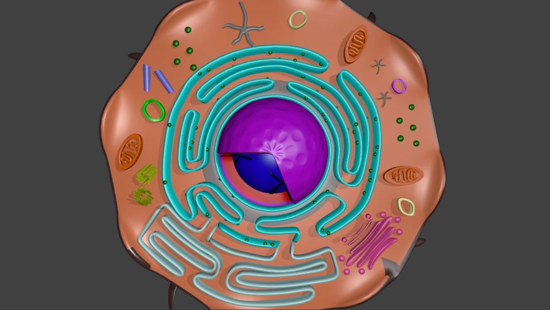 Blender Animal Cell