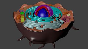 Download 3D Animal Cell Blender Models - TurboSquid