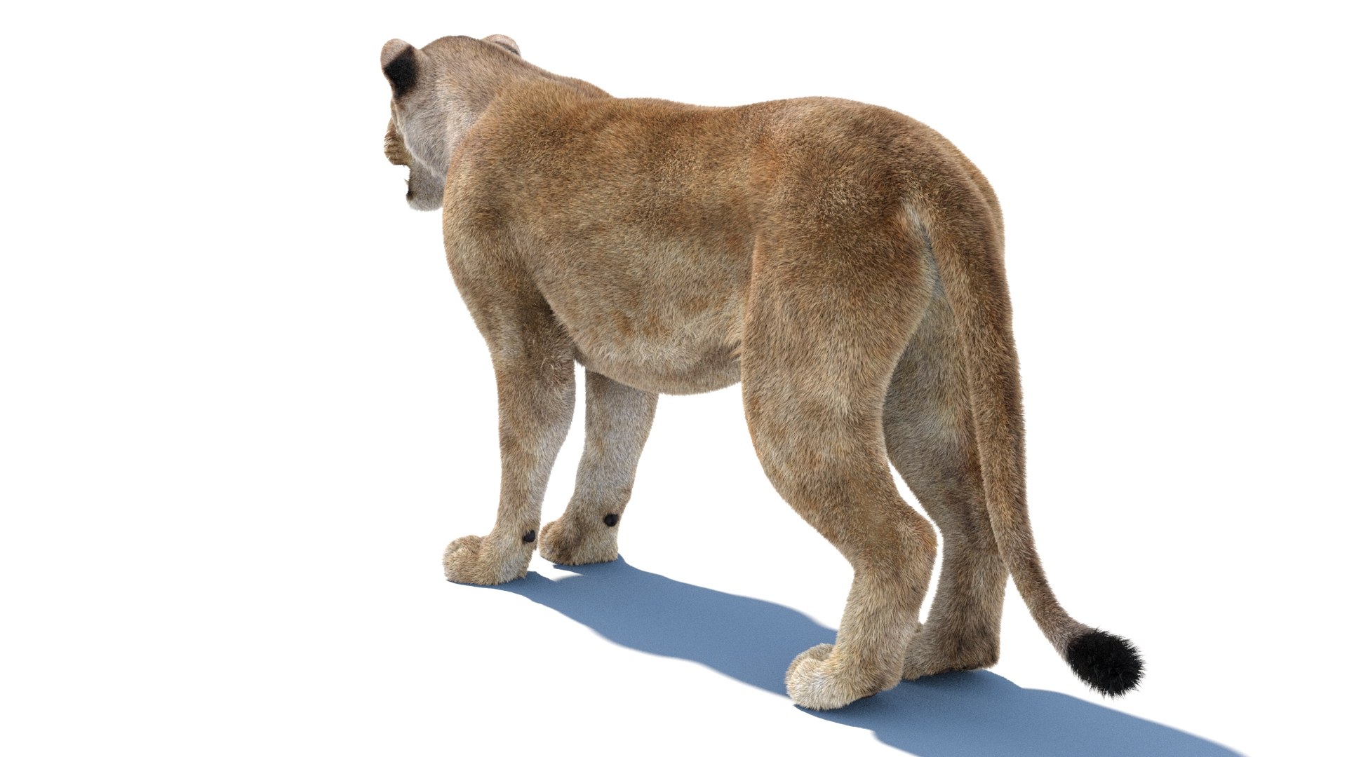 3D Model Lioness With Fur - TurboSquid 2278689