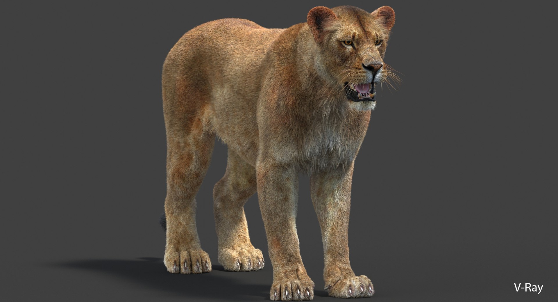 3D Model Lioness With Fur - TurboSquid 2278689