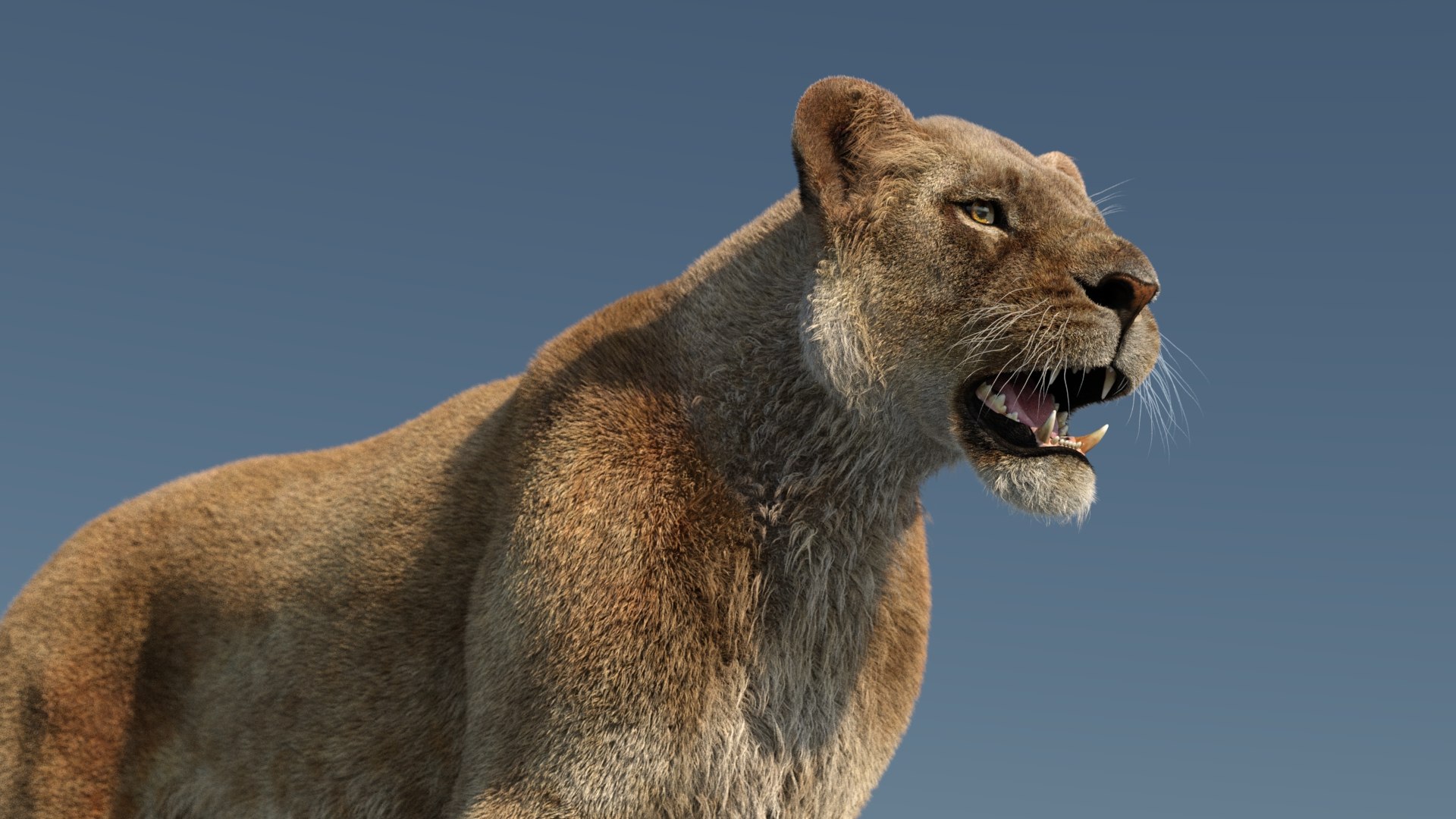 3D Model Lioness With Fur - TurboSquid 2278689