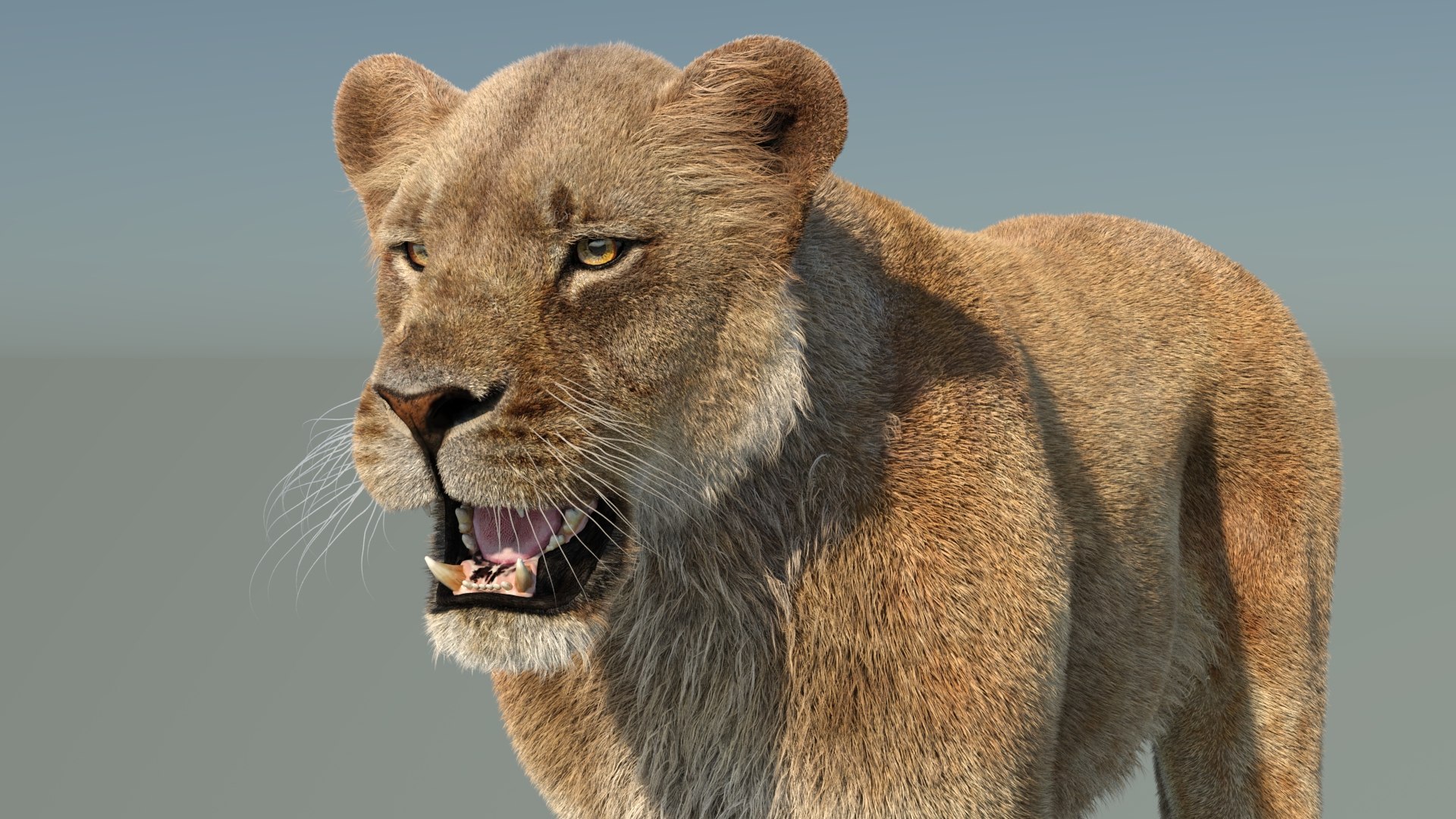 3D Model Lioness With Fur - TurboSquid 2278689