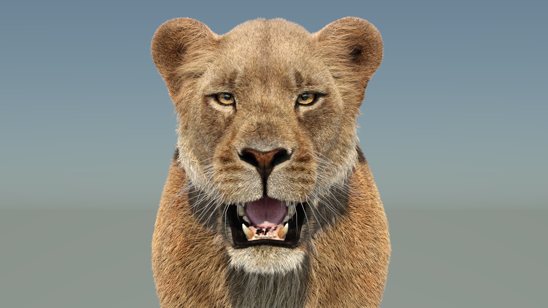 3D Model Lioness With Fur - TurboSquid 2278689