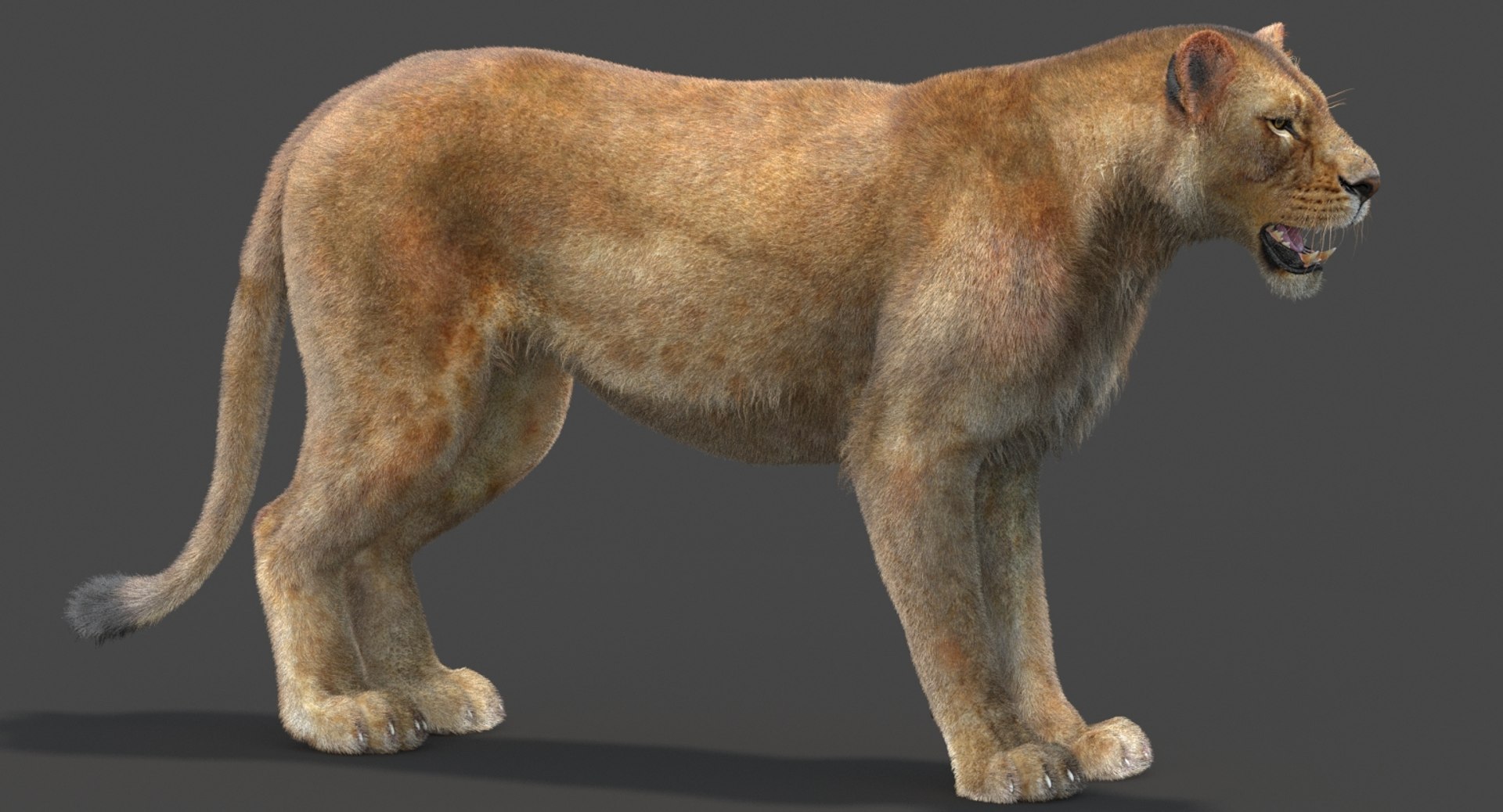 3D Model Lioness With Fur - TurboSquid 2278689