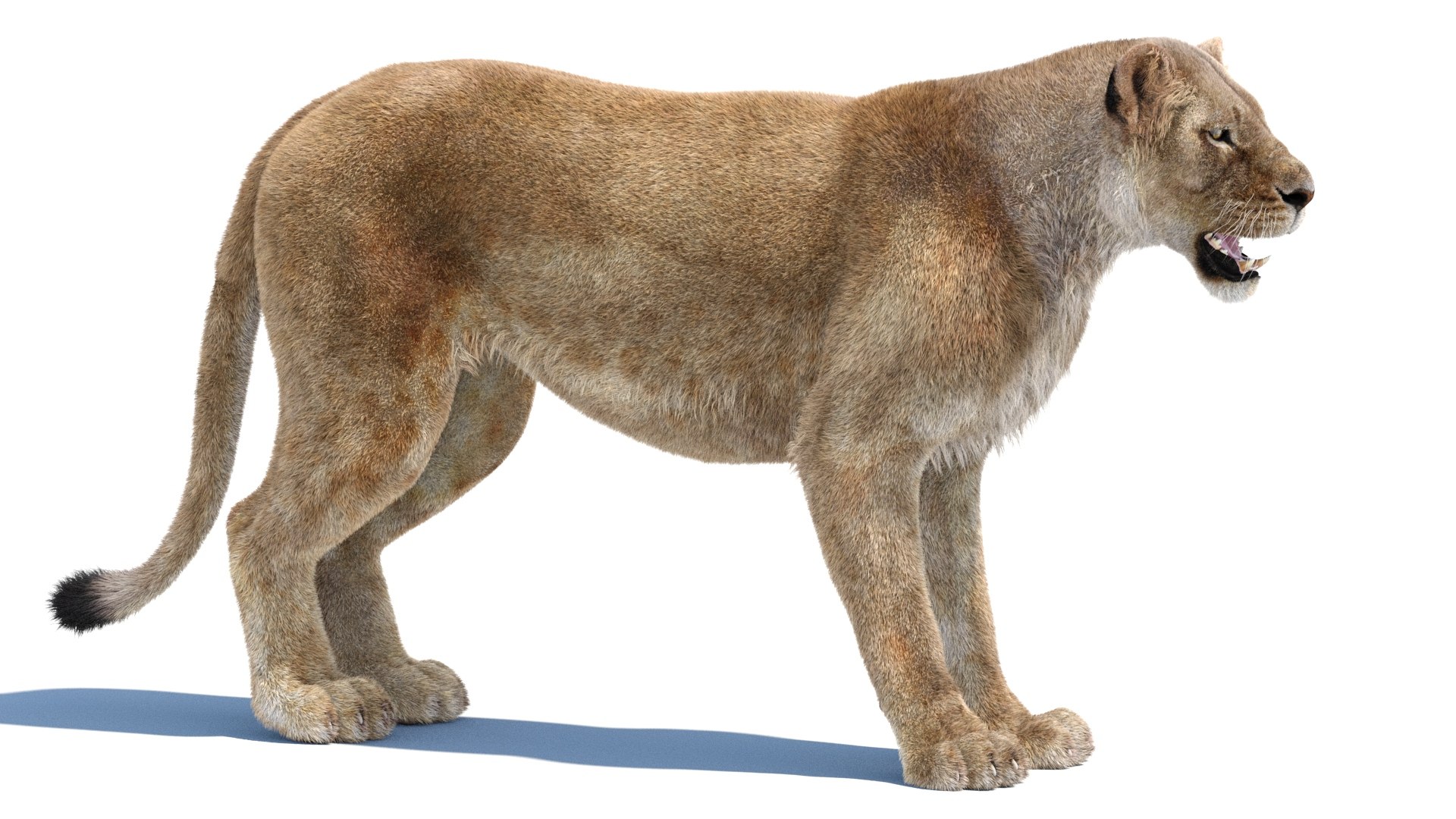 3D Model Lioness With Fur - TurboSquid 2278689