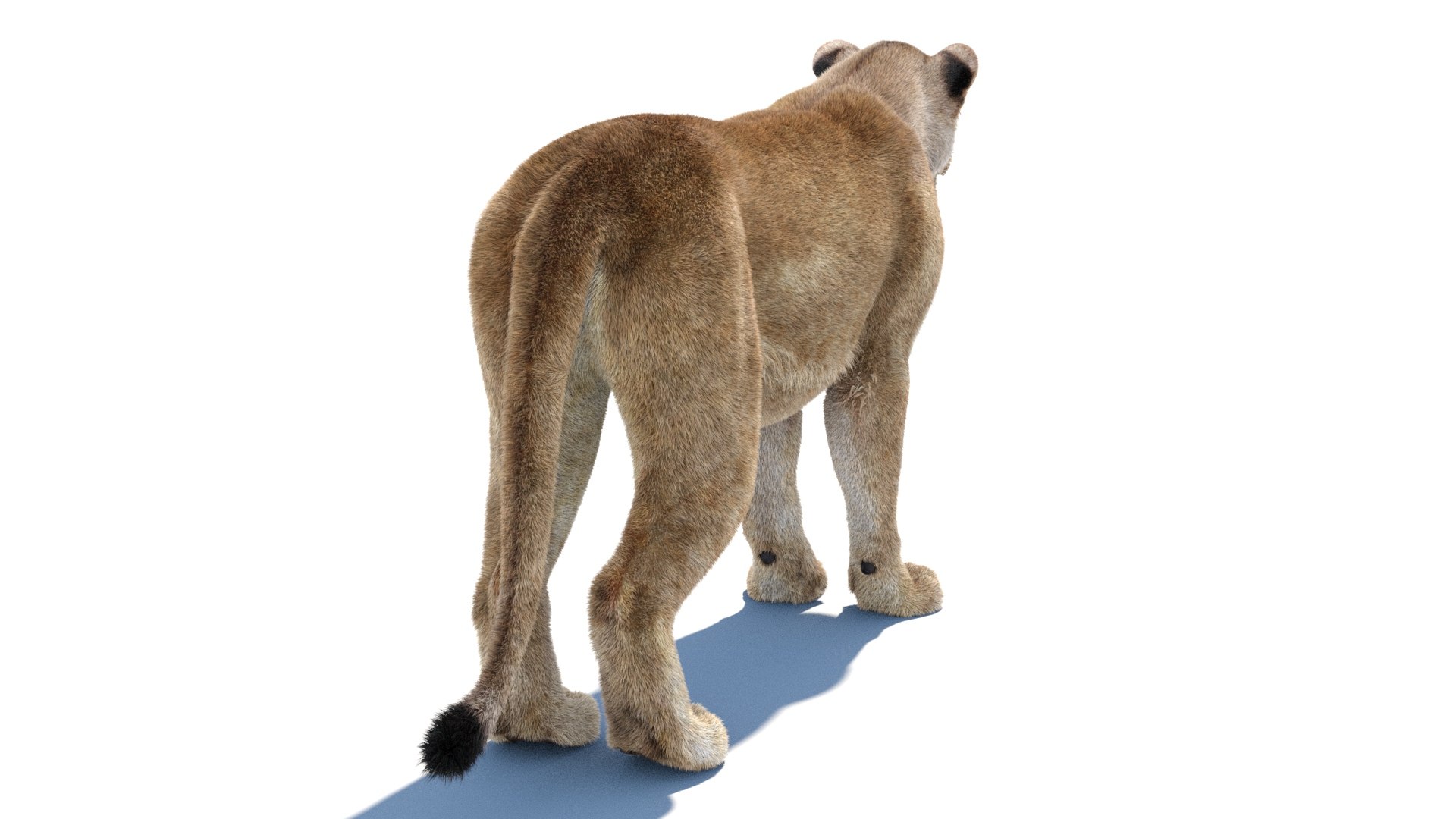 3D Model Lioness With Fur - TurboSquid 2278689