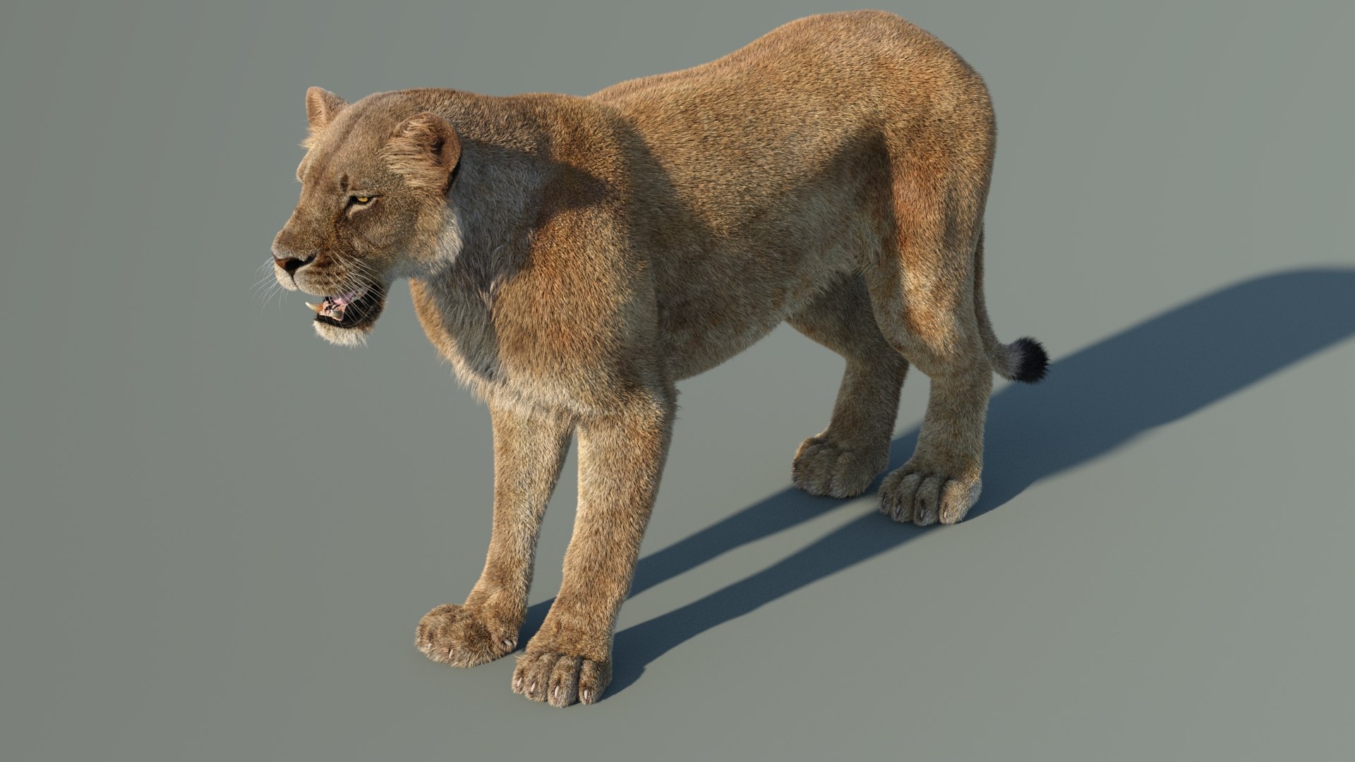 3D Model Lioness With Fur - TurboSquid 2278689